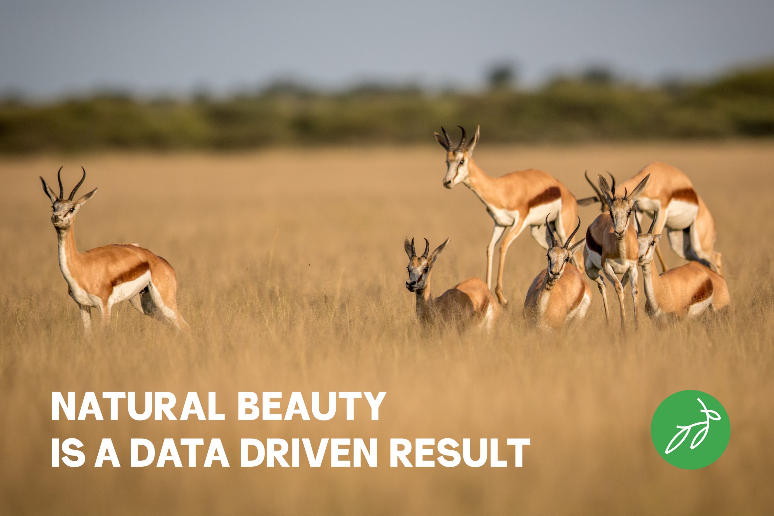 Gazelle Ecosystems – Cubic Orange